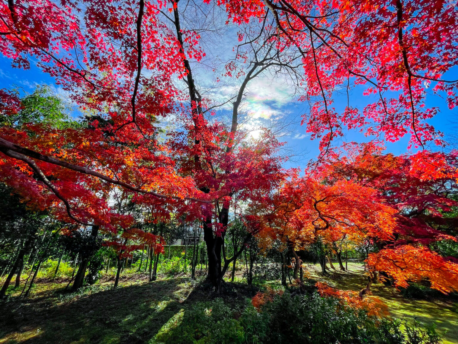 Uraku-en and Jo-an Tea Ceremony House(National Treasure) - MOST JAPAN