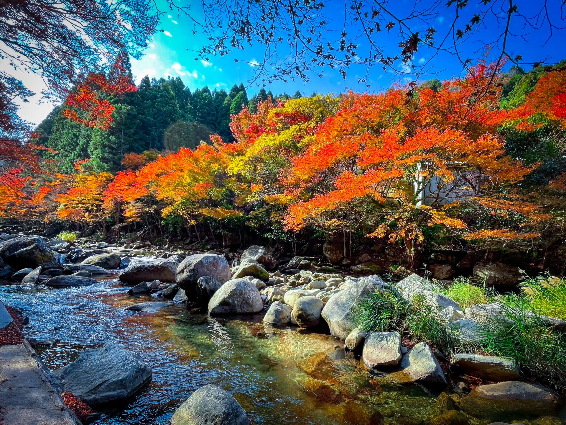 Momijioroshi in Shinshiro - Most Japan