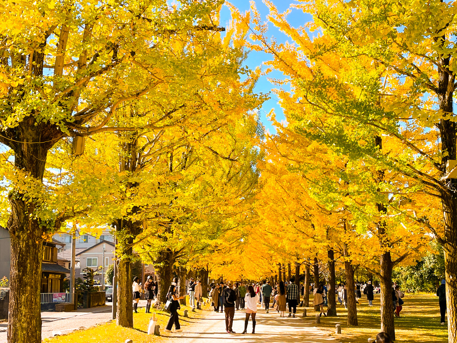 Ginkgo Tree Avenue at Manabi-no-Mori Promenade - MOST JAPAN